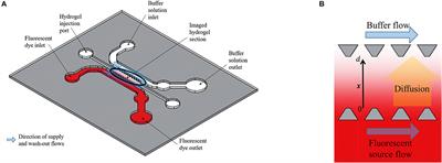 Frontiers | An Integrated Pipeline for Combining in vitro Data and Mathematical Models Using a ...